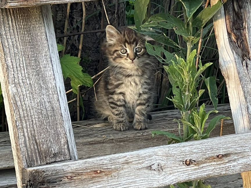 Котята в добрые руки