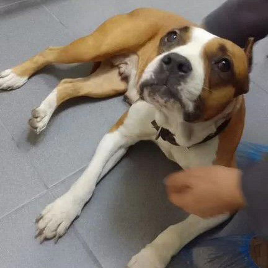 Стаффорд в добрые руки