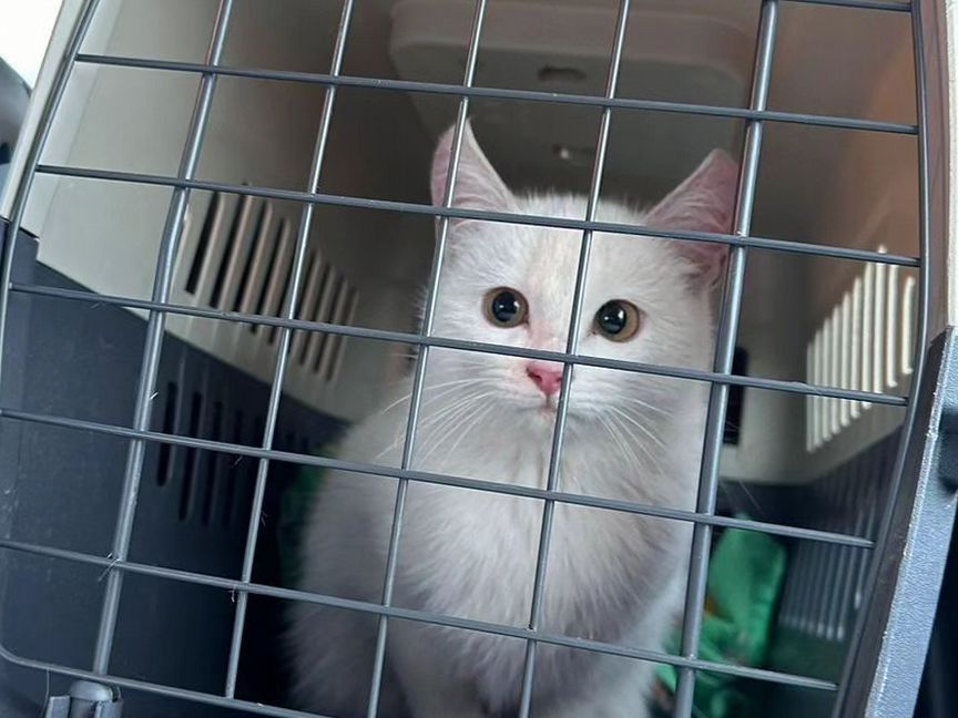 Котенок белоснежный
