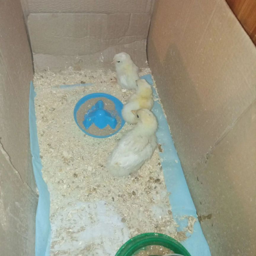 Цыплята легорн