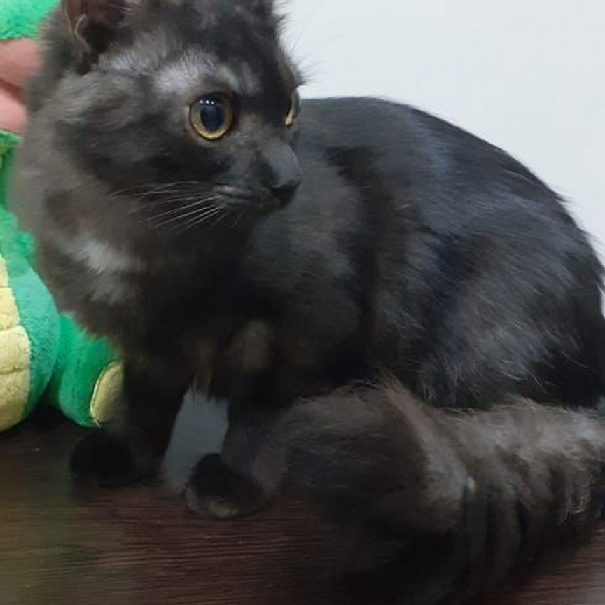 Котёнок Жулия