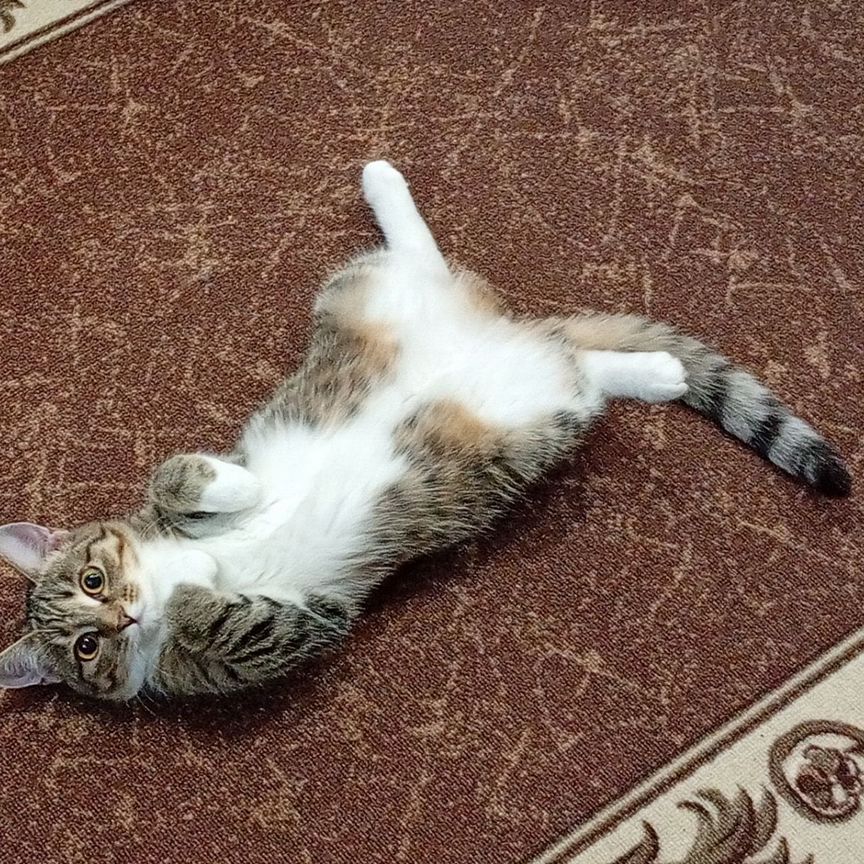 Бенгальская, взрослая кошка