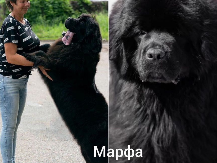 Ньюфаундленд