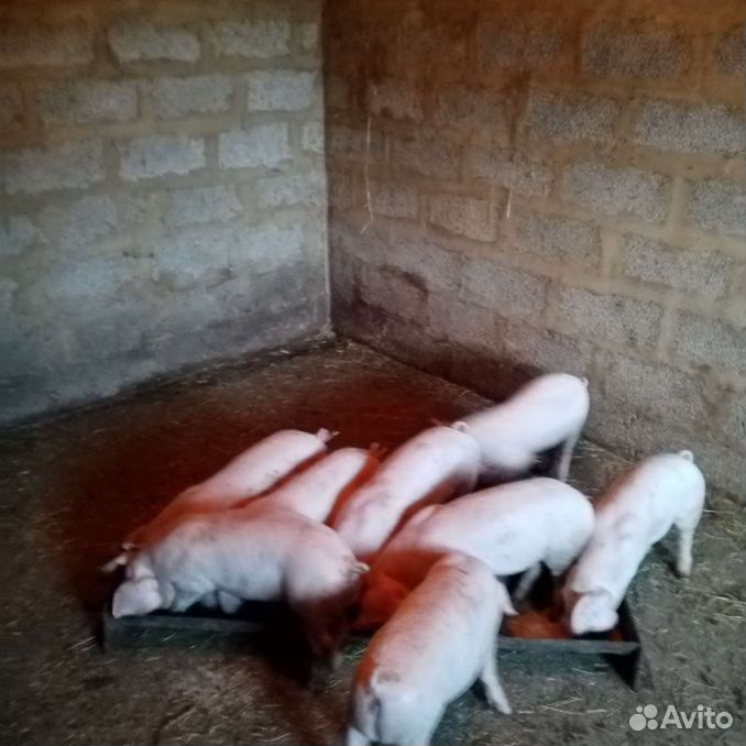 Поросята ландрас