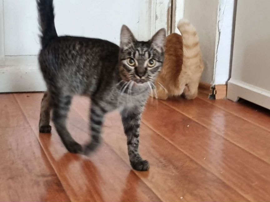 Котик 1 год в добрые руки