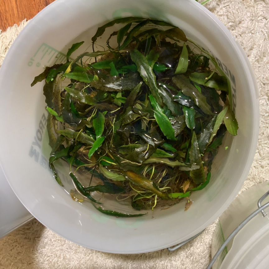 Криптокорина