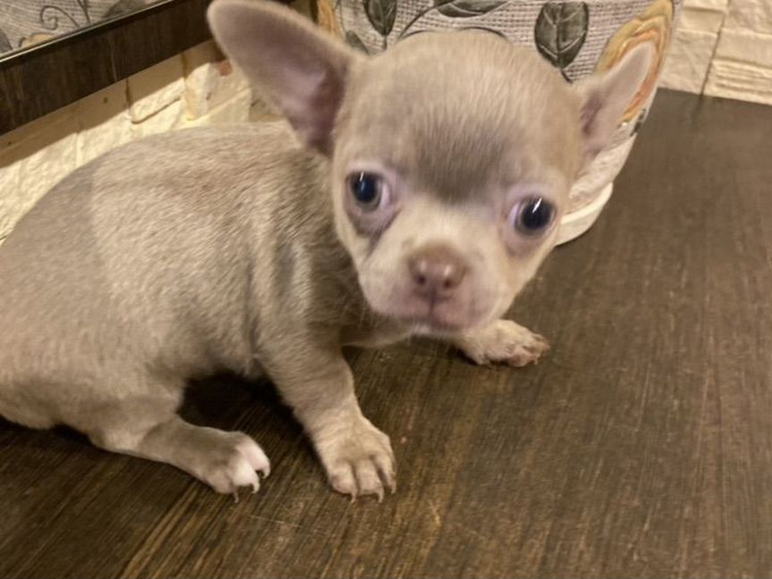 Лиловая красавица мини чихуа