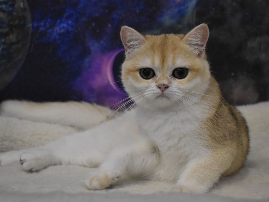 Британская золотая шиншилла(девочка)