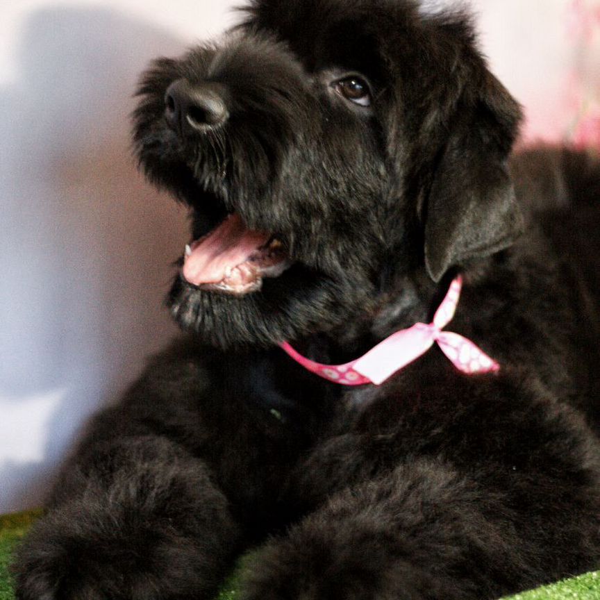 Девочка Русского Черного Терьера