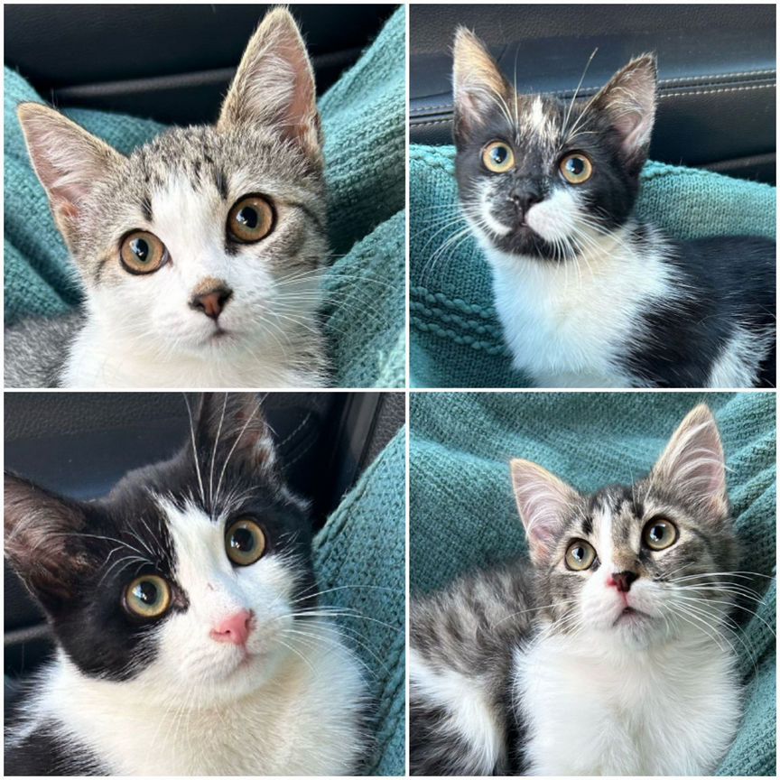 Котята ищут дом