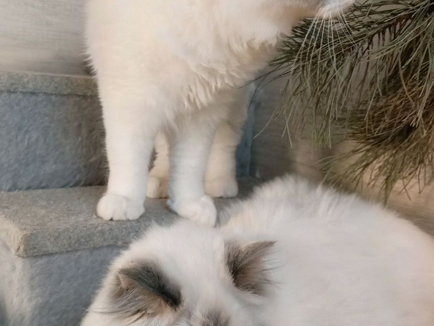 Котята рэгдолл