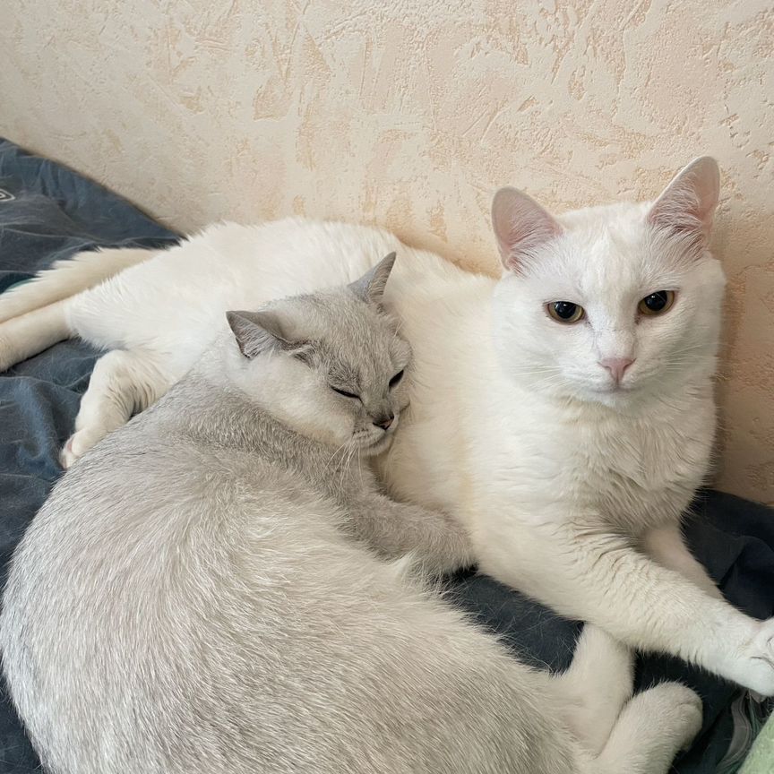 Серебряный браслет и белая кошка