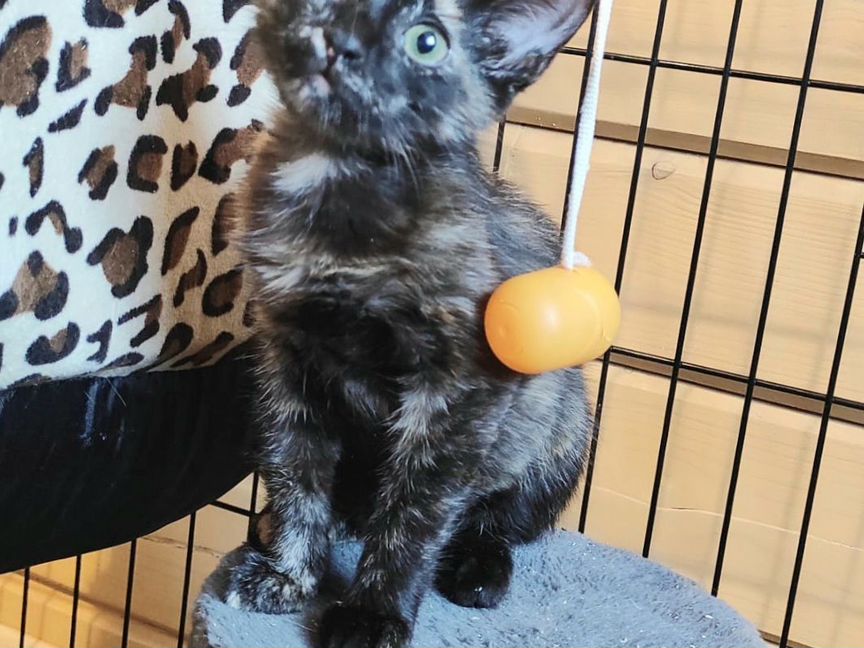 Котенок черепаховая особенная