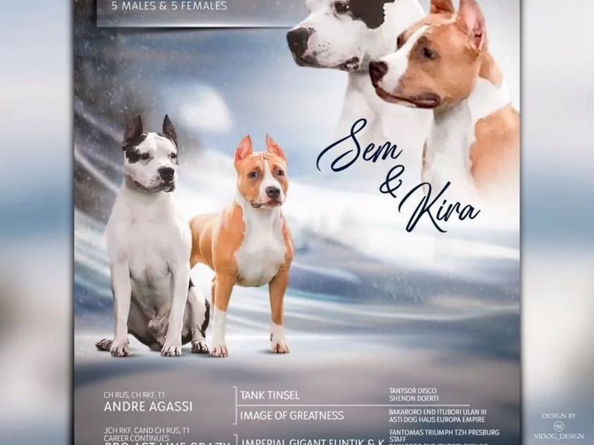 Амстафф мальчик (тяжелого типа)