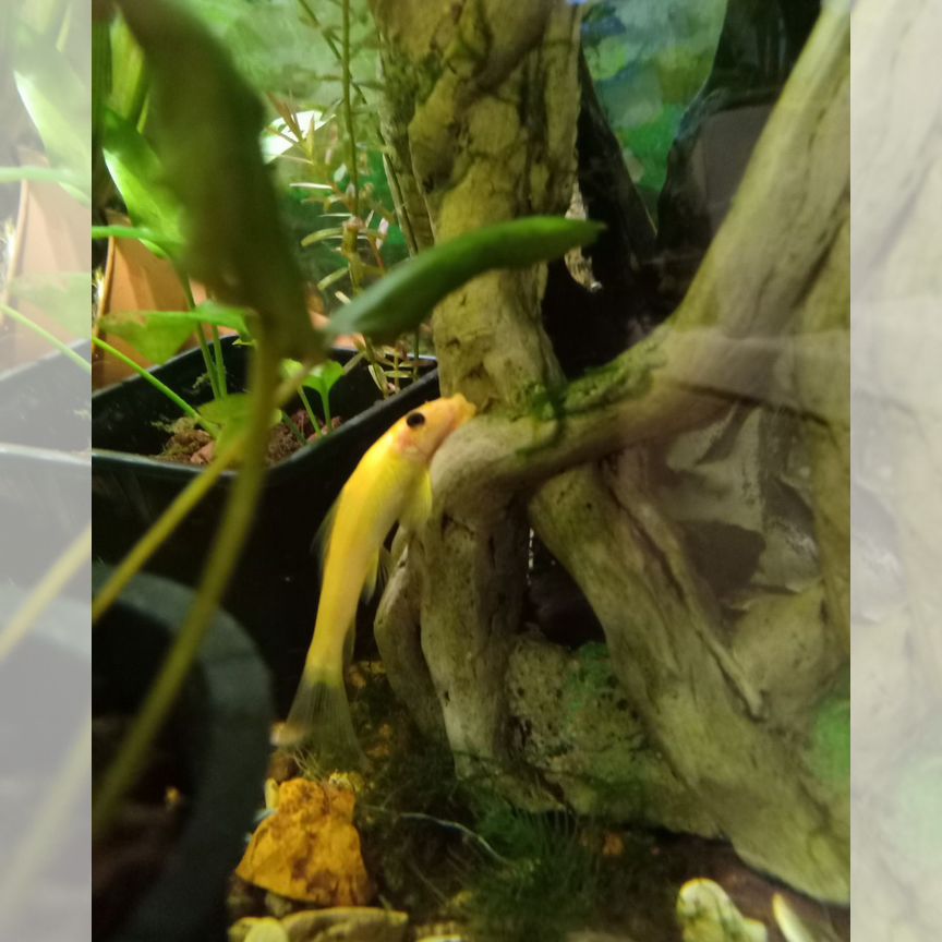 Гиринохейлус золотой