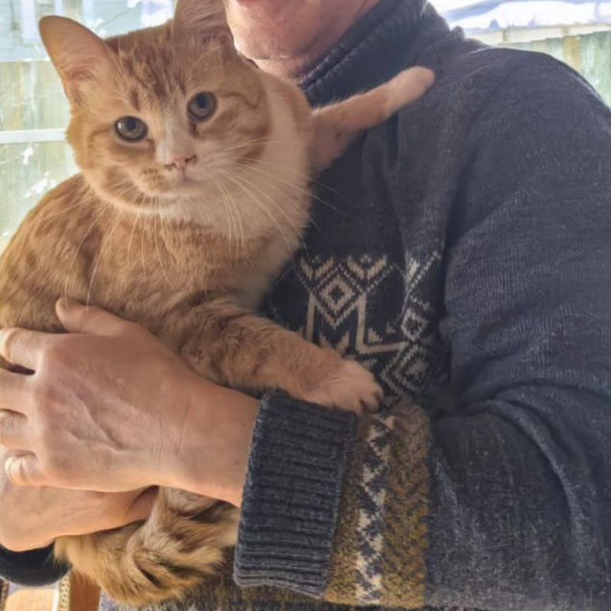 Кот в добрые руки