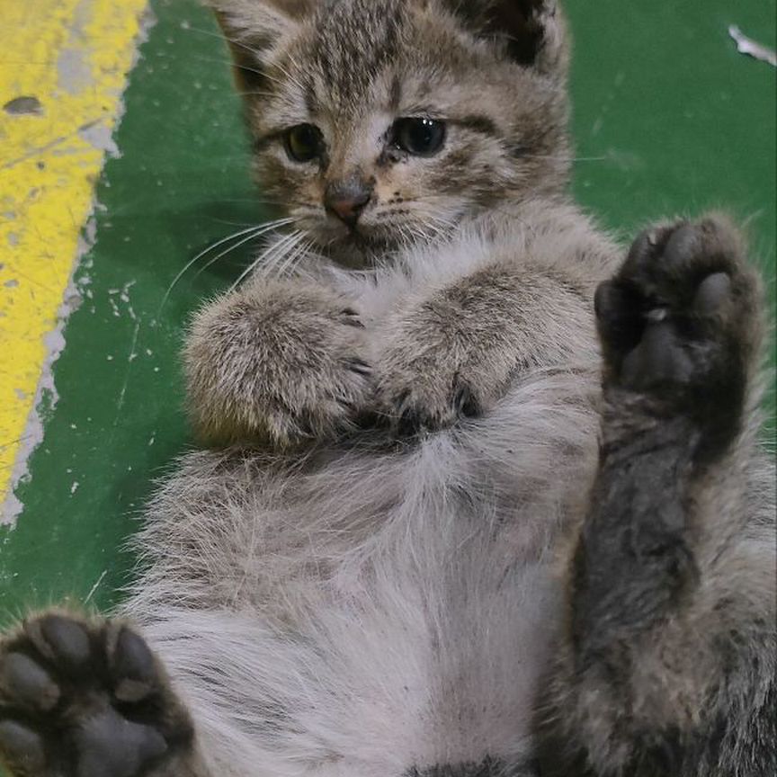 Котики бесплатно в добрые руки