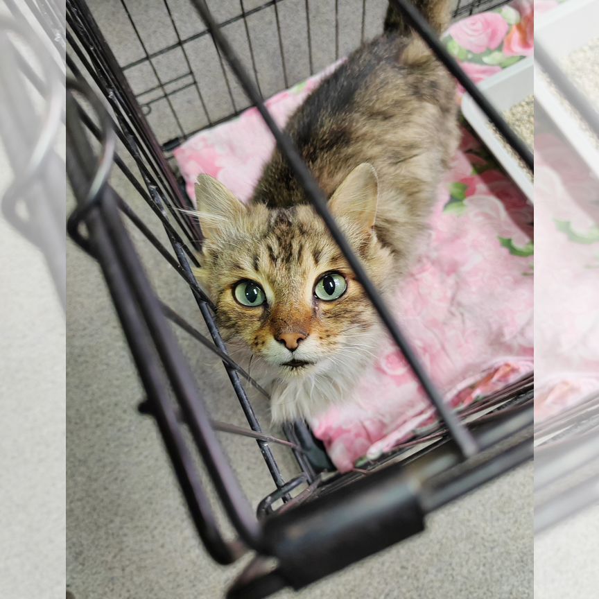 Взрослый кот в добрые руки