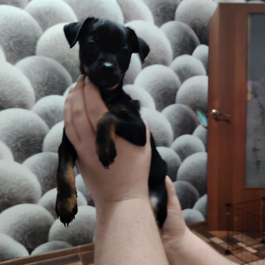 Русский той-терьер, щенок