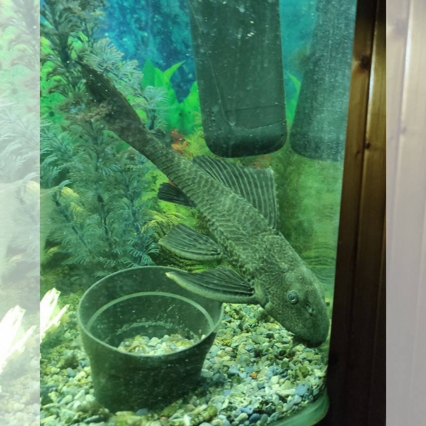 Аквариумные рыбки