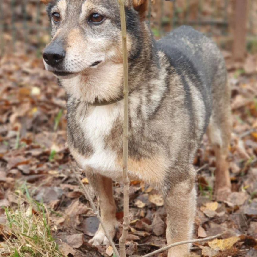 Взрослая собака в добрые руки