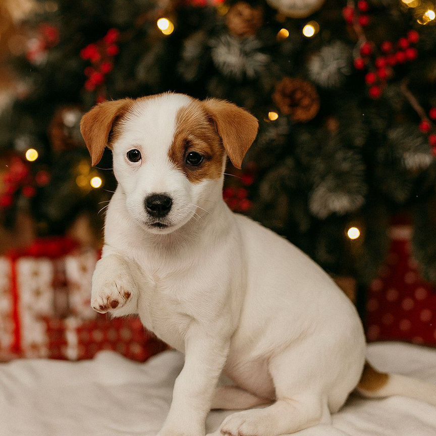 Джек-рассел-терьер, щенок