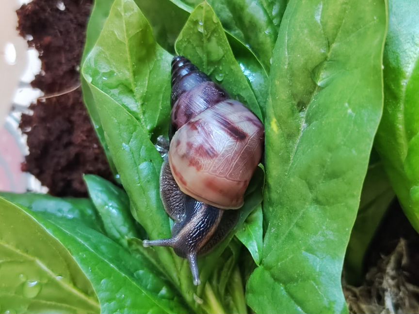 Улитка ламиколярия агатина