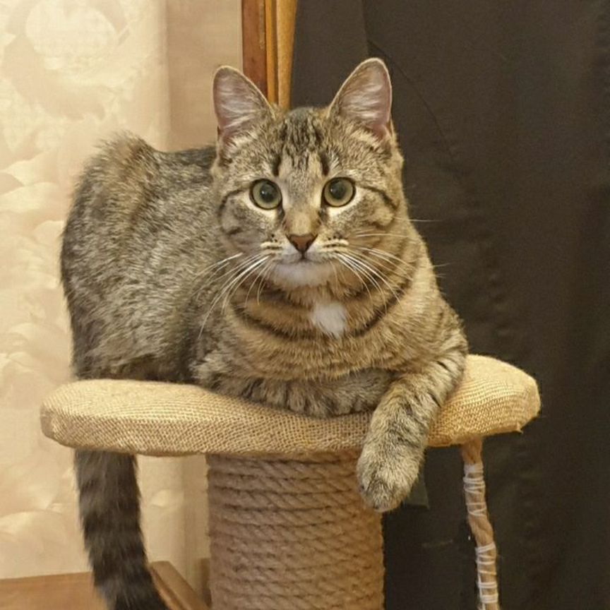 Кошка Чика