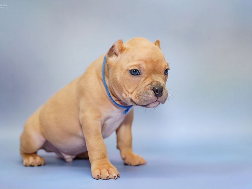 Американский булли щенки