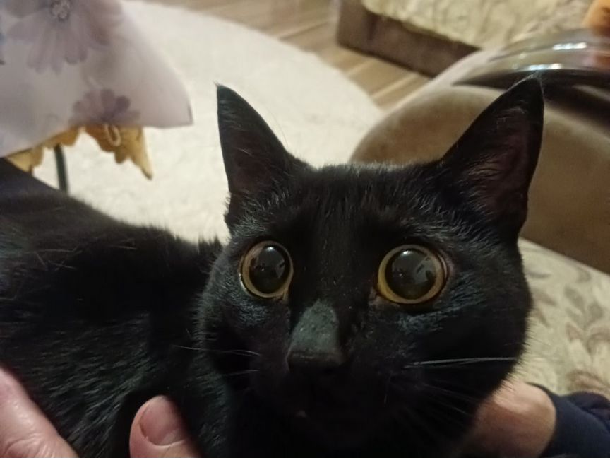 Кошка