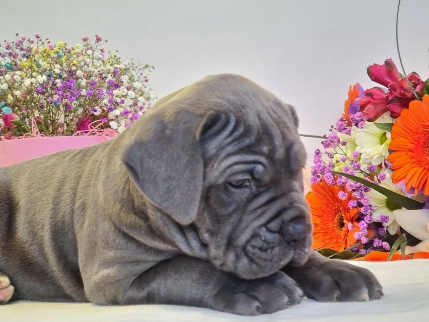 Малыши Кане Корсо