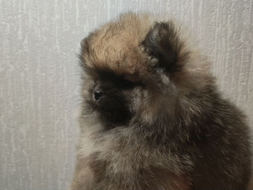 Померанский шпиц