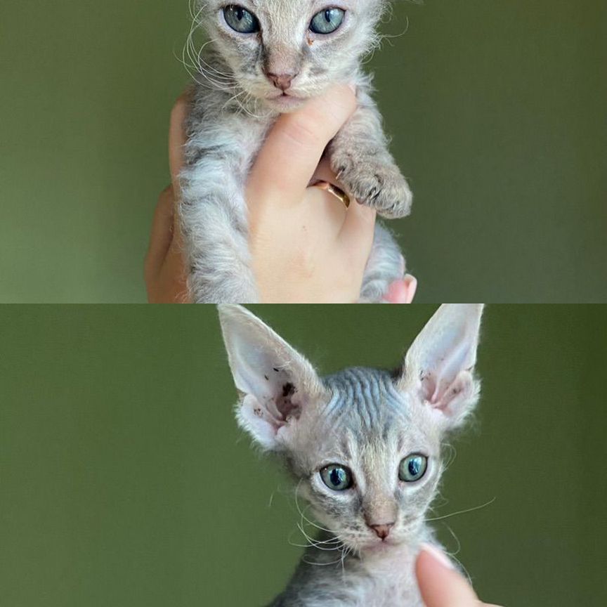 Котята сфинкс браш