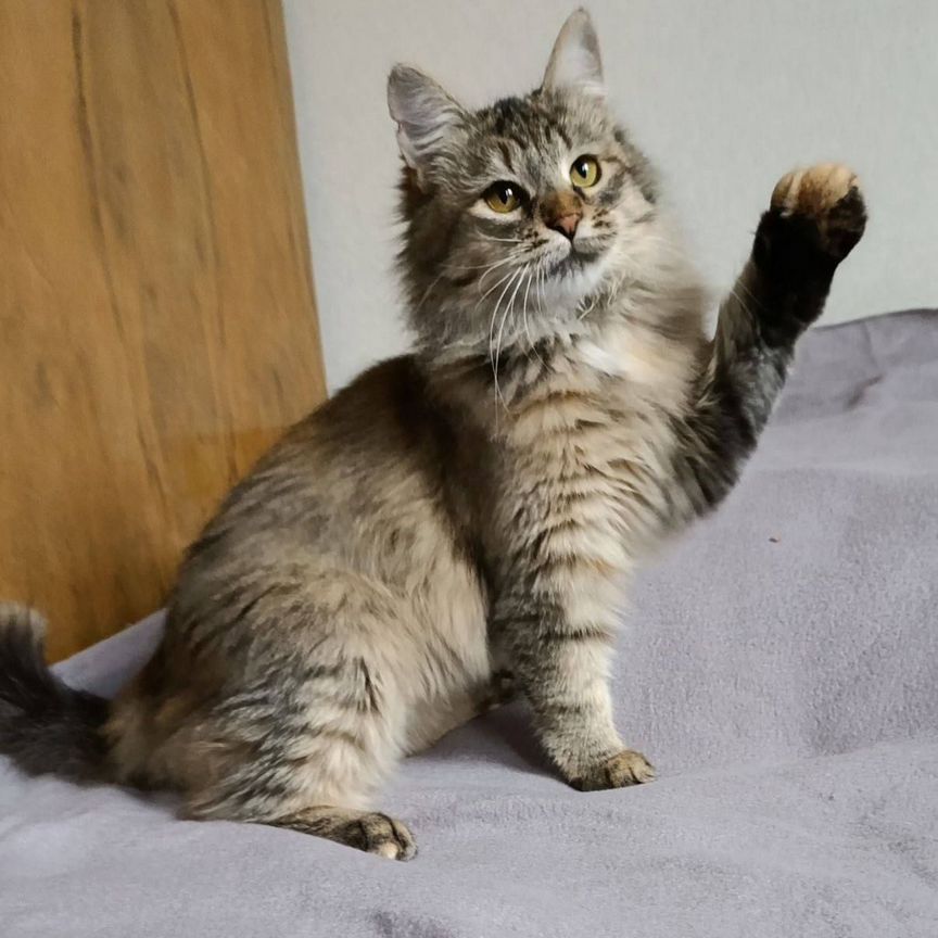 Малышка сибирячка