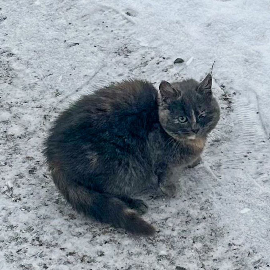Котенок девочка 2 месяца