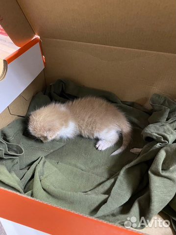 Котенок может погибнуть,нужно выкармливать