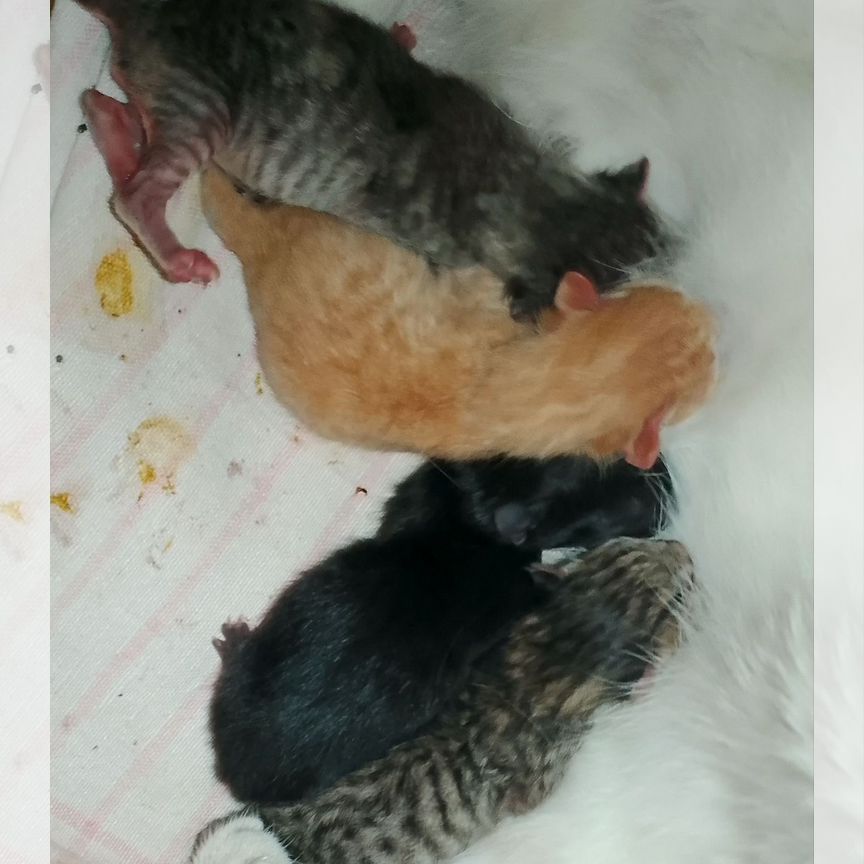 Котёнок в добрые руки