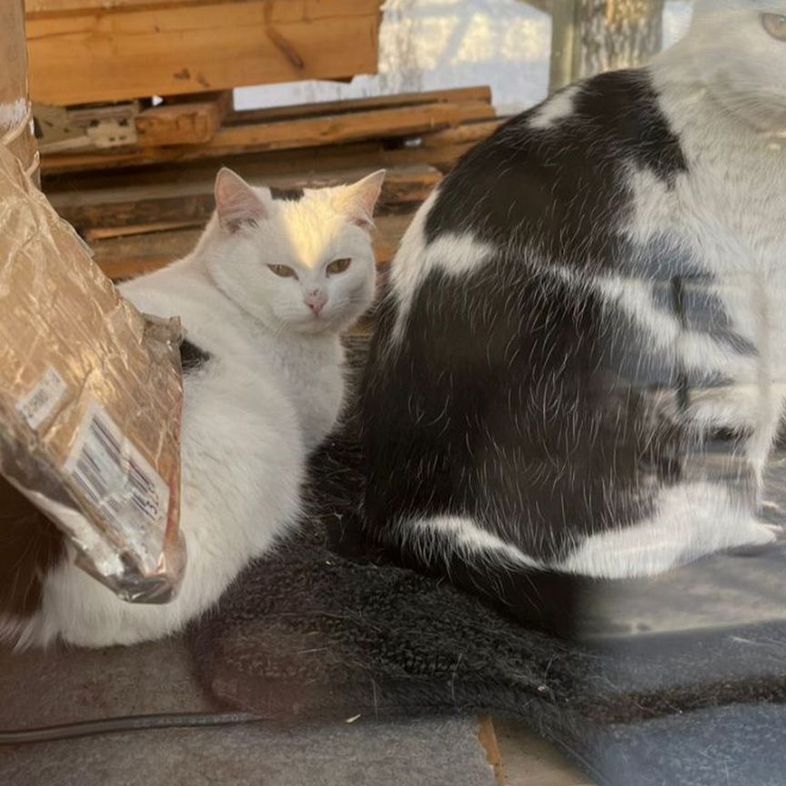 Котики в беде, нужен дом