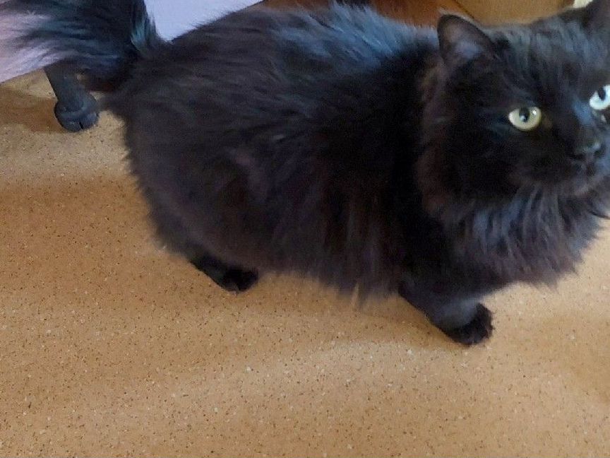 Кот Боня в добрые руки