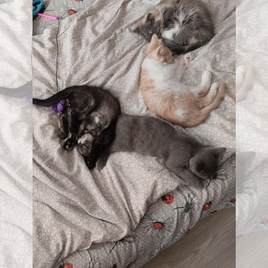 Британский короткошёрстный котёнок