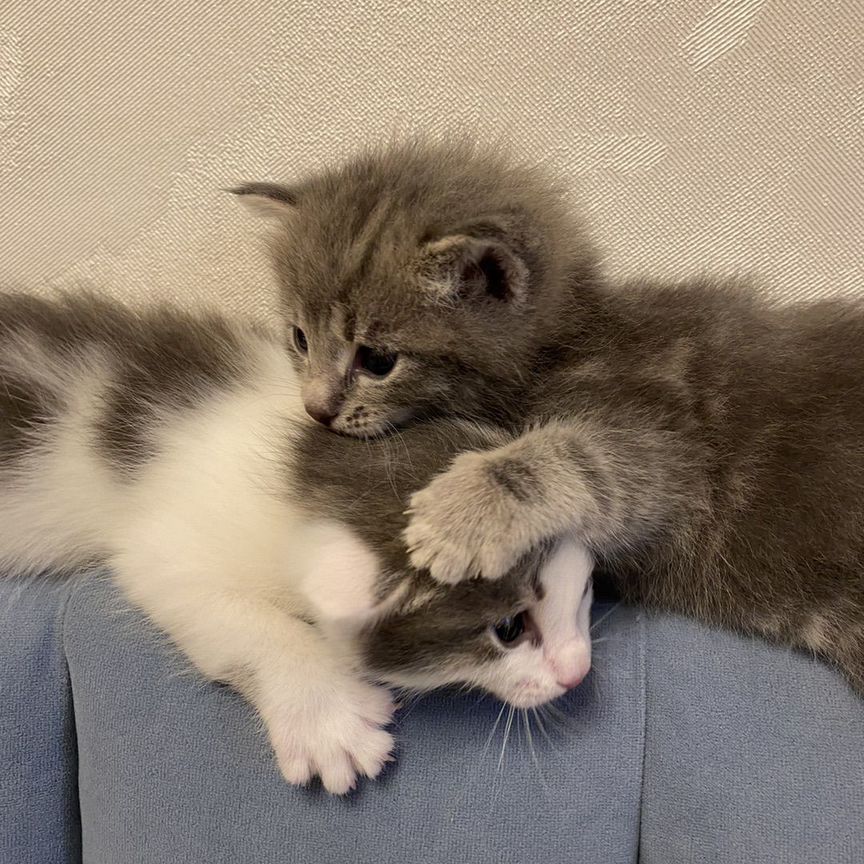 Британские котята