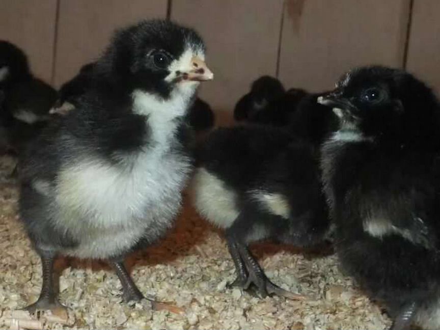 Цыплята доминант и брама