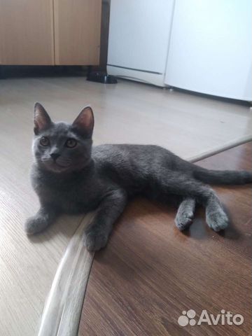 Русская голубая