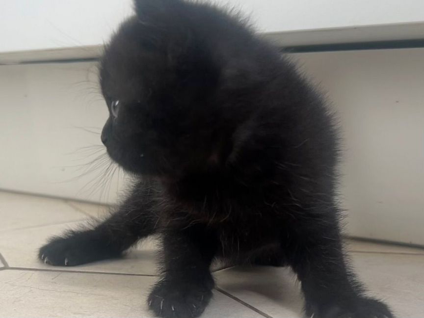 Шотландские вислоухие котята