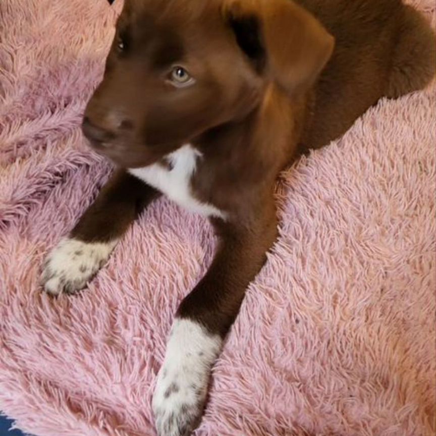 Щенок мальчик в добрые руки