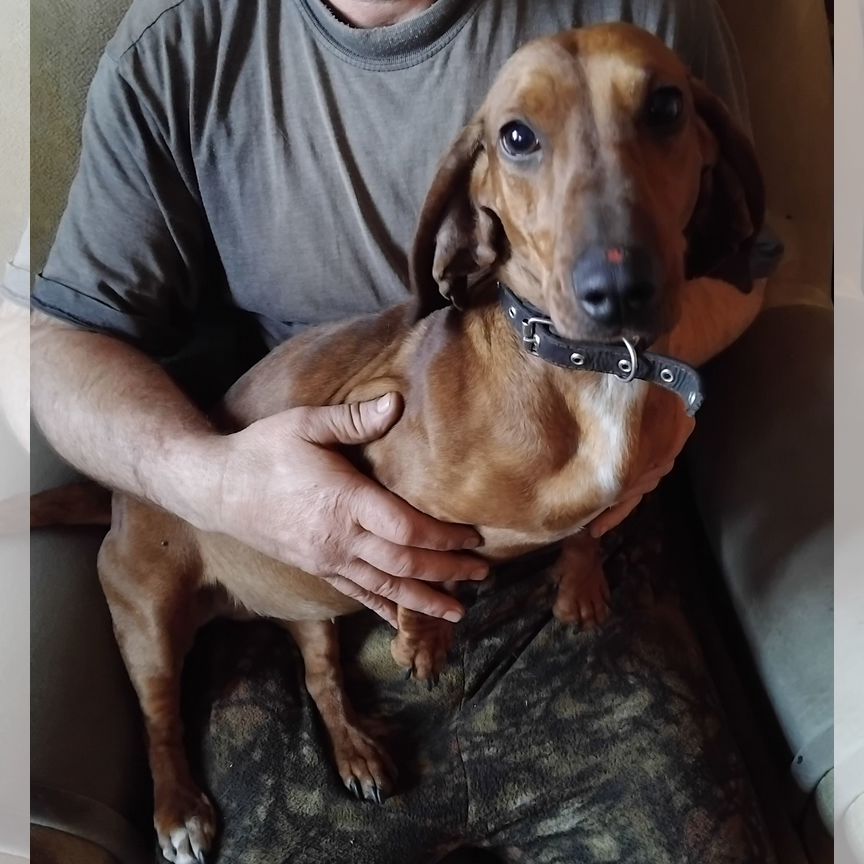 Такса, взрослая собака