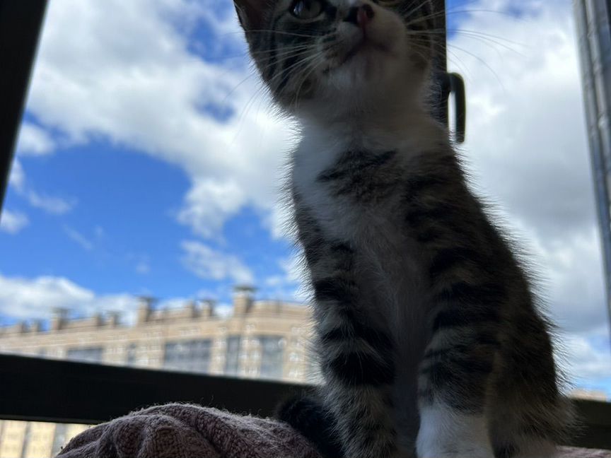 Котенок-булочка в добрые руки