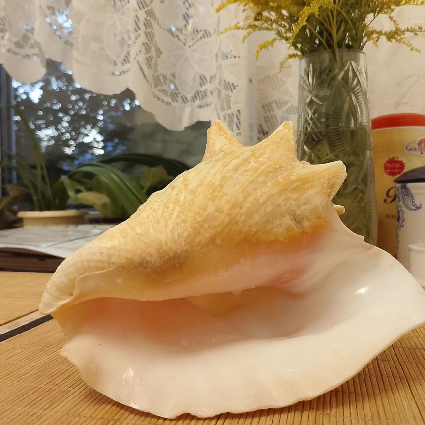Морская ракушка