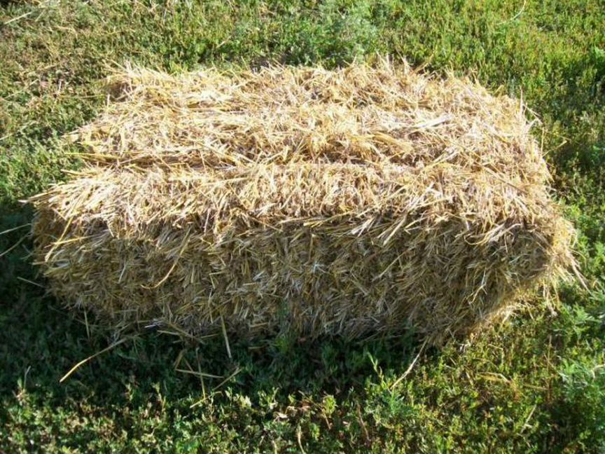 Солома ячменная