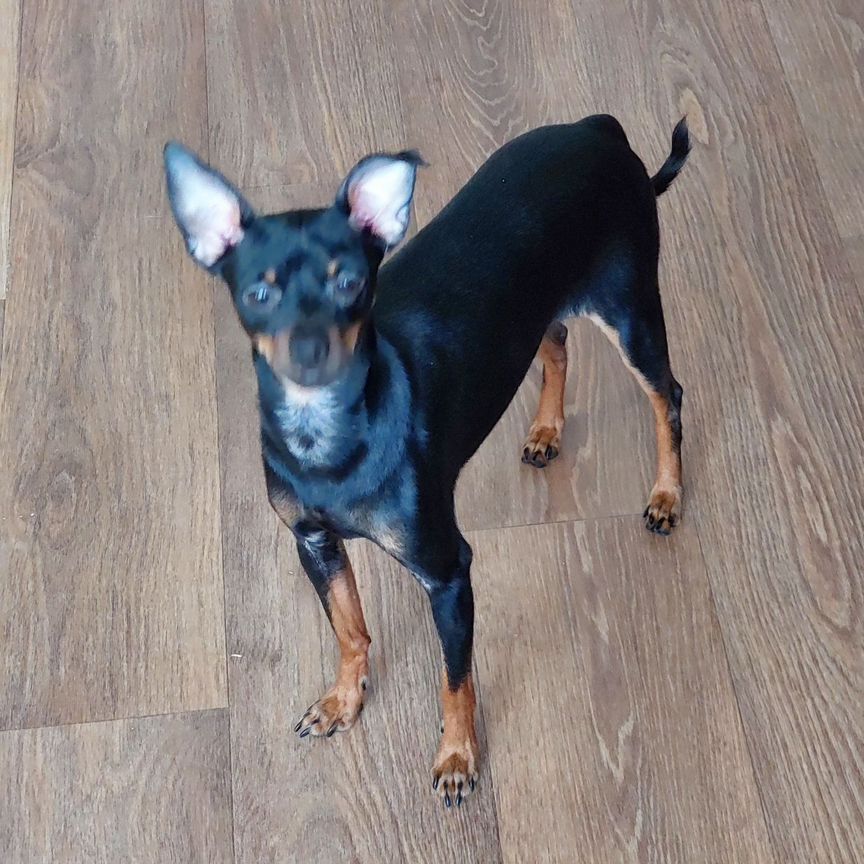 Русский той-терьер, взрослая собака